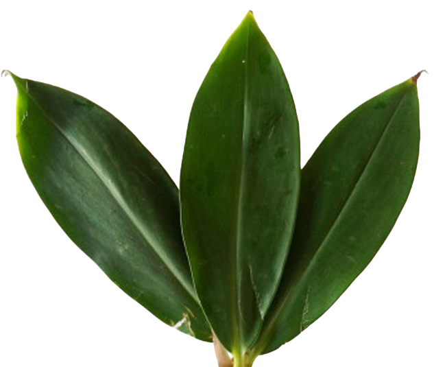 Tebu Leaf Tea, 25 Tea Bags, 100% Pure & Natural Herbal Tea, Dehydrated ...